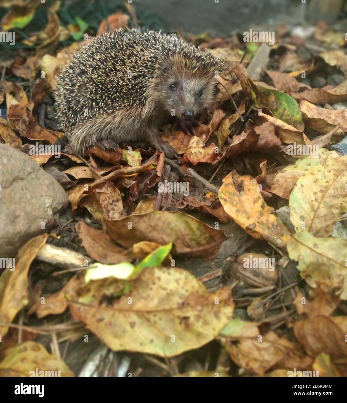 Hase igel im wald -Fotos und -Bildmaterial in hoher Auflösung – Alamy
