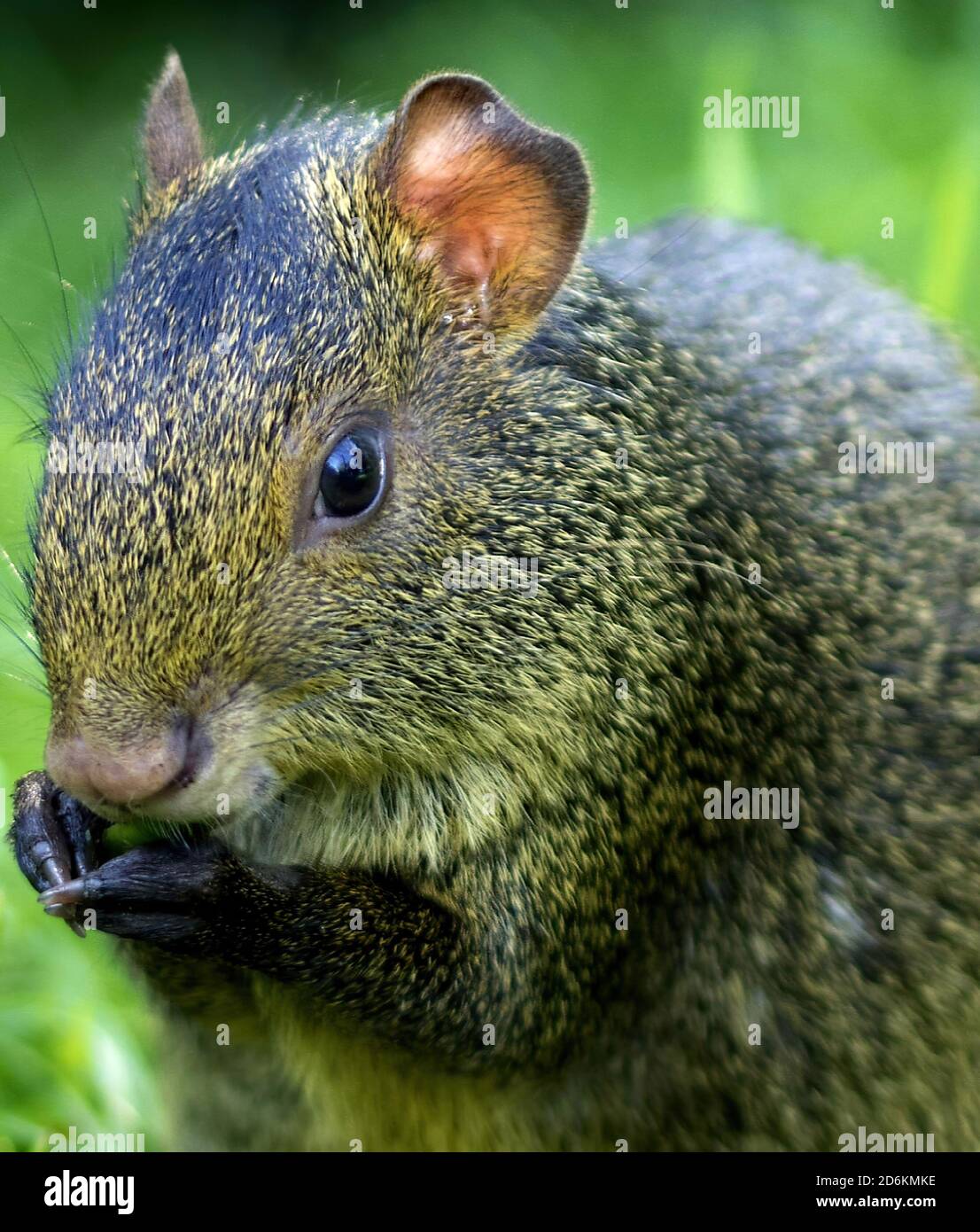 Fette Ratte Stockfotos und -bilder Kaufen - Seite 2 - Alamy