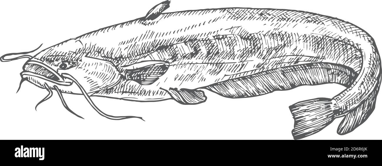 Wels Hand Gezeichnet Doodle Vektor Illustration. Abstrakte Fluss oder ...