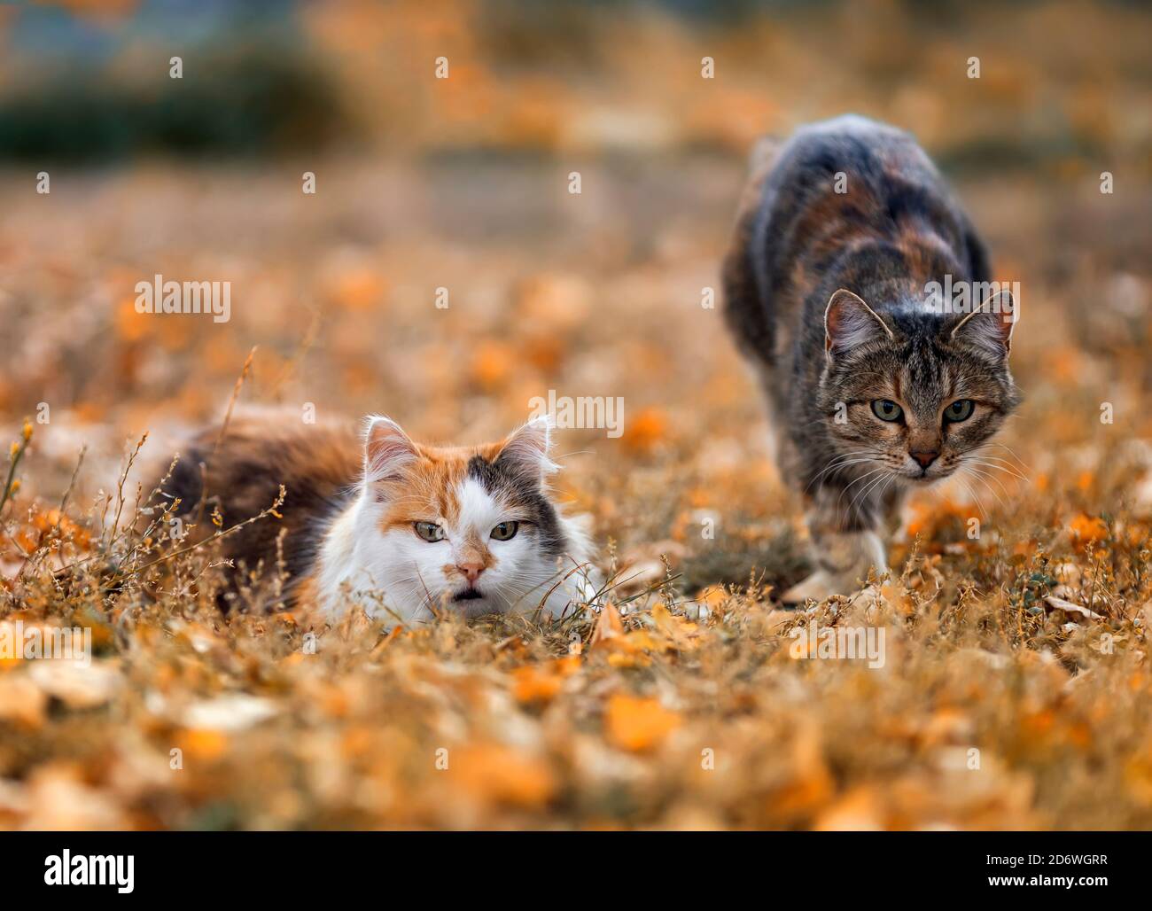 Zwei Katzen Stockfotos und -bilder Kaufen - Alamy