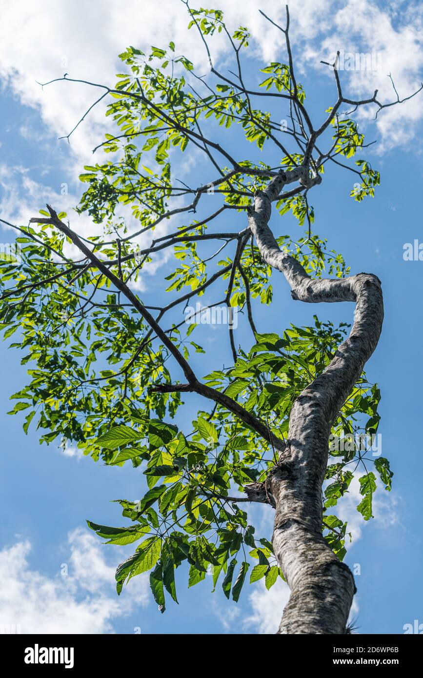Cinchona baum -Fotos und -Bildmaterial in hoher Auflösung – Alamy