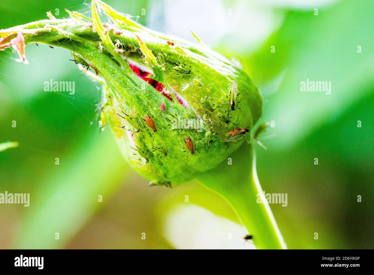 Devastating pests -Fotos und -Bildmaterial in hoher Auflösung – Alamy