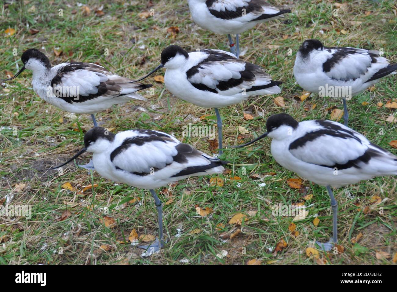 Rspb emblem -Fotos und -Bildmaterial in hoher Auflösung – Alamy
