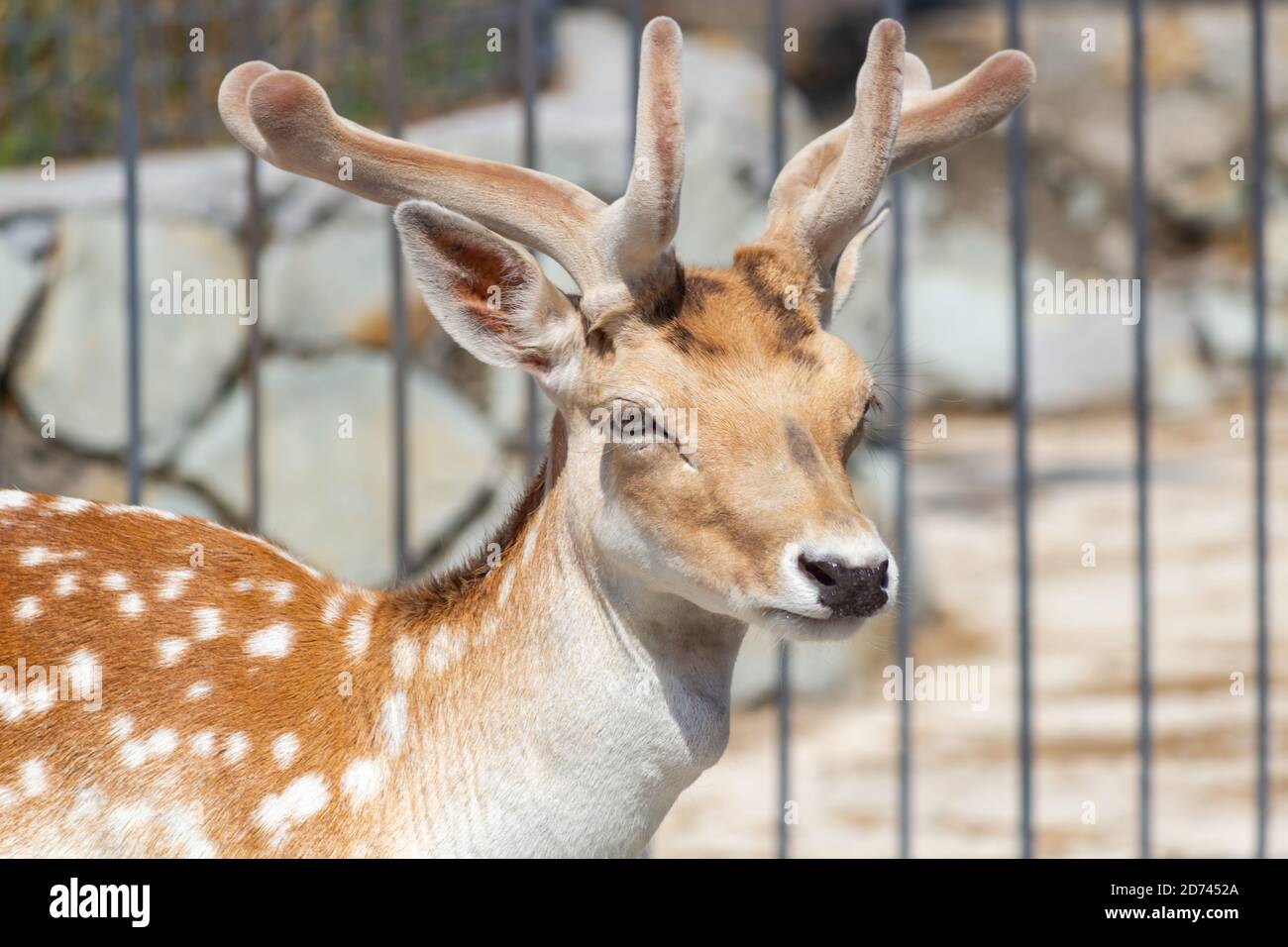 Zoo animal icon -Fotos und -Bildmaterial in hoher Auflösung – Alamy
