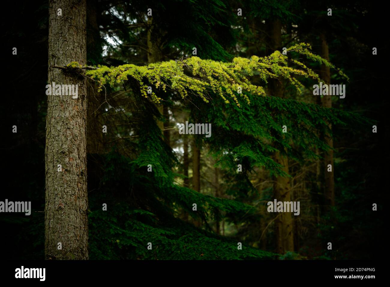 European larch (larix decidua) tree -Fotos und -Bildmaterial in hoher ...