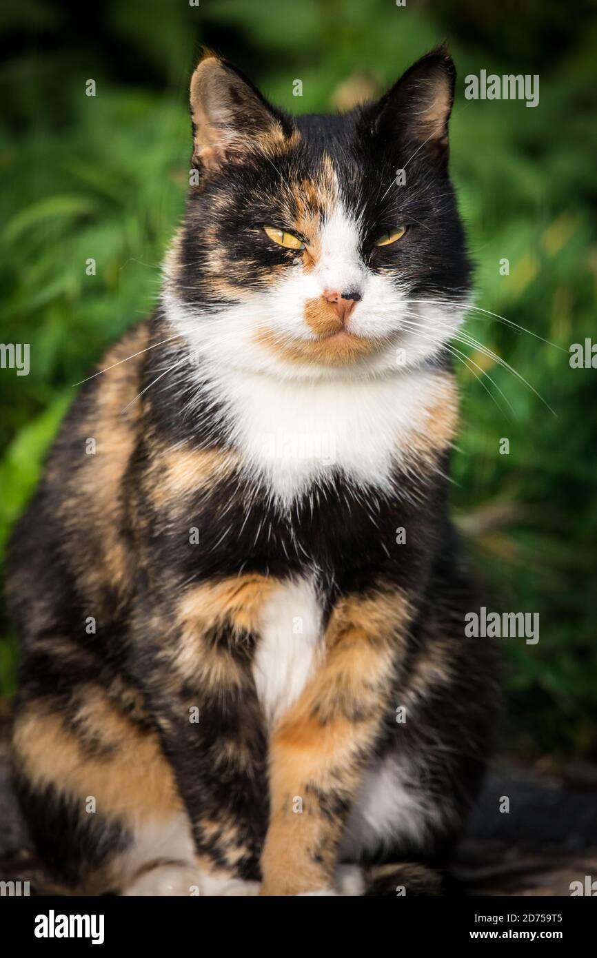 Katze sitzen -Fotos und -Bildmaterial in hoher Auflösung – Alamy