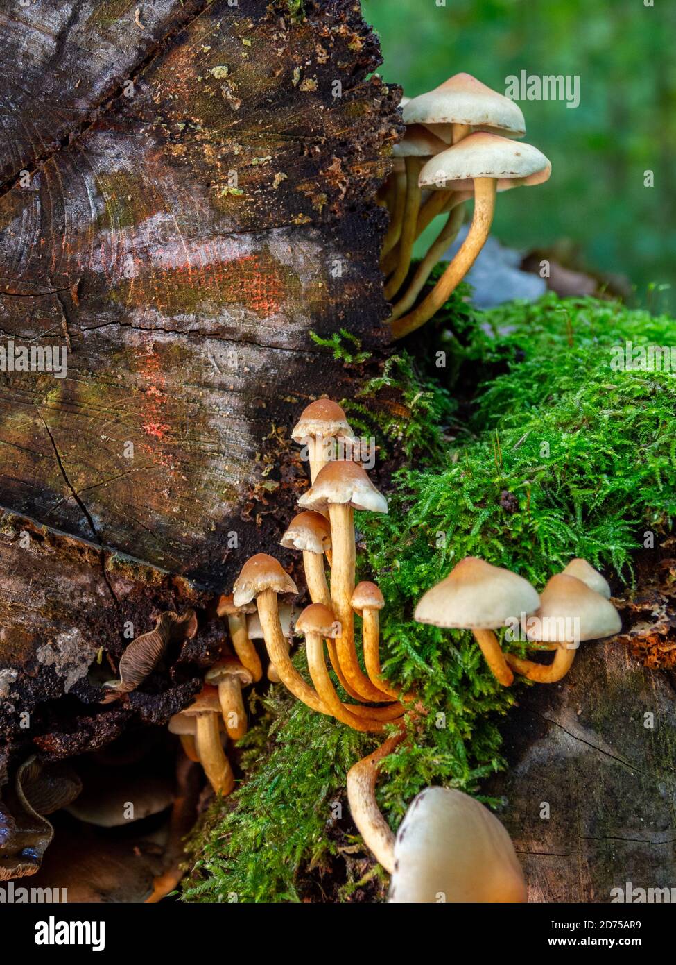 Auf einem verfaulten moosigen alten Baumstamm wachsen viele klein ...