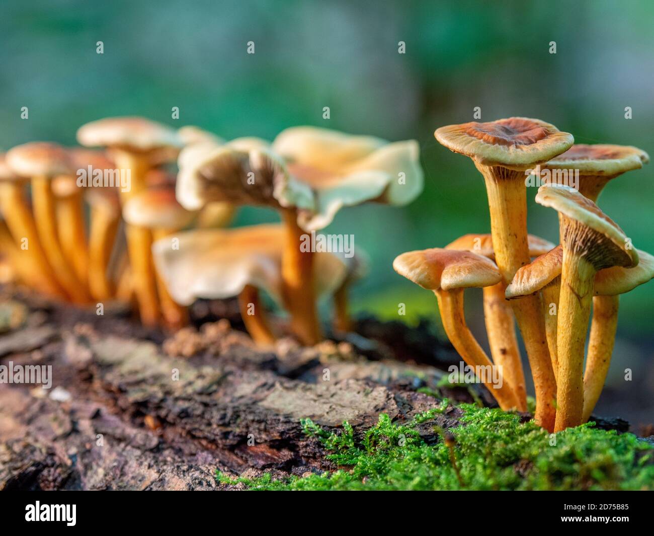 Auf einem verfaulten moosigen alten Baumstamm wachsen viele klein ...