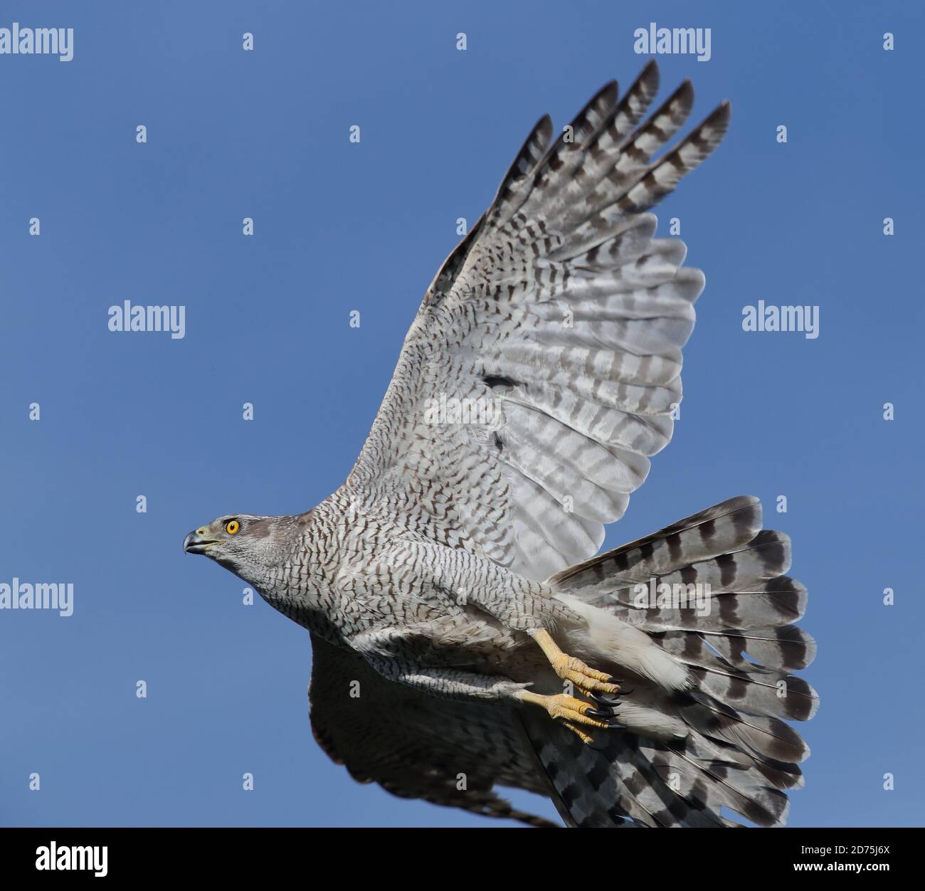 Accipiter gentilis bird goshawk habicht -Fotos und -Bildmaterial in ...