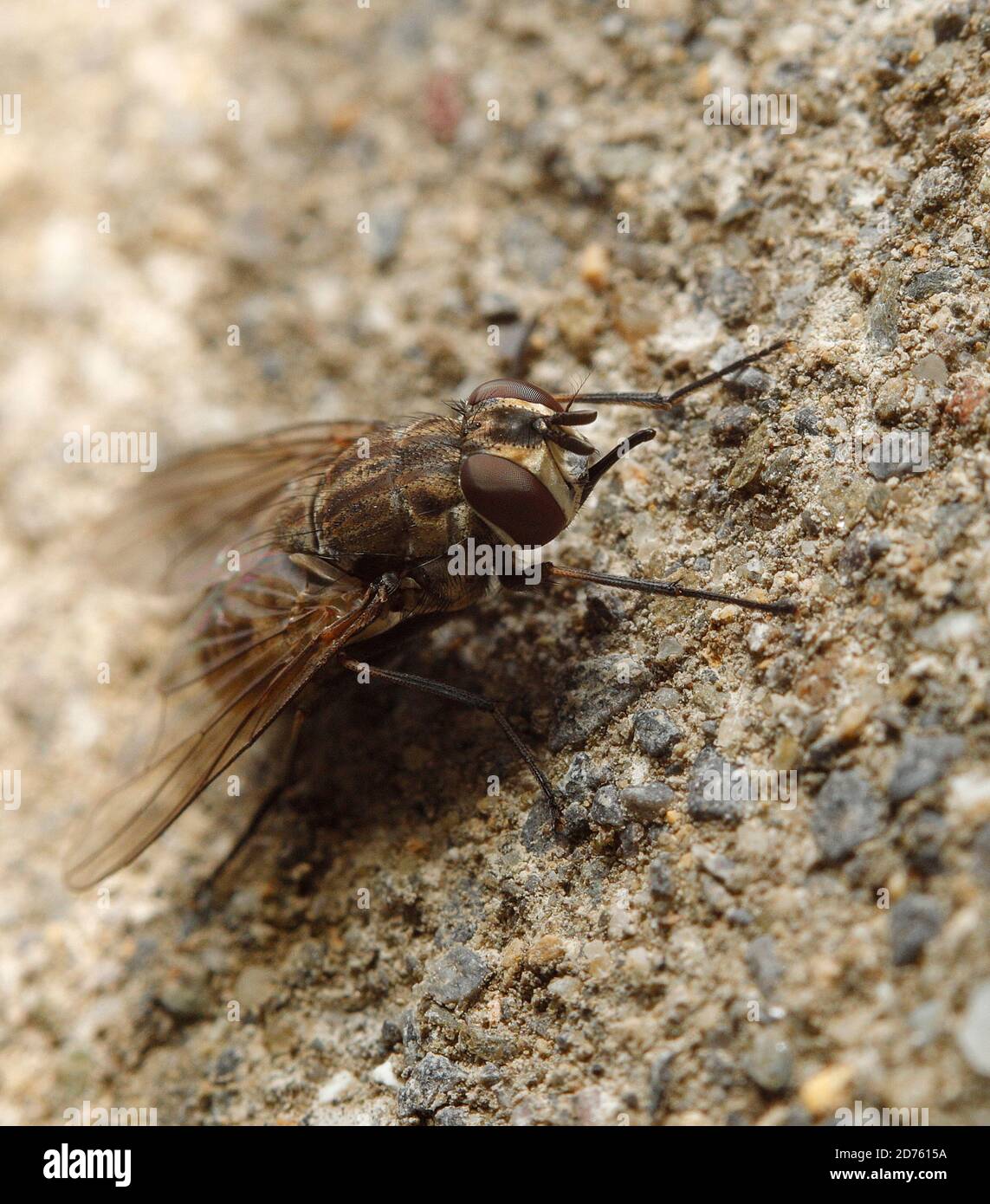 Fliege anatomie -Fotos und -Bildmaterial in hoher Auflösung - Seite 3 ...
