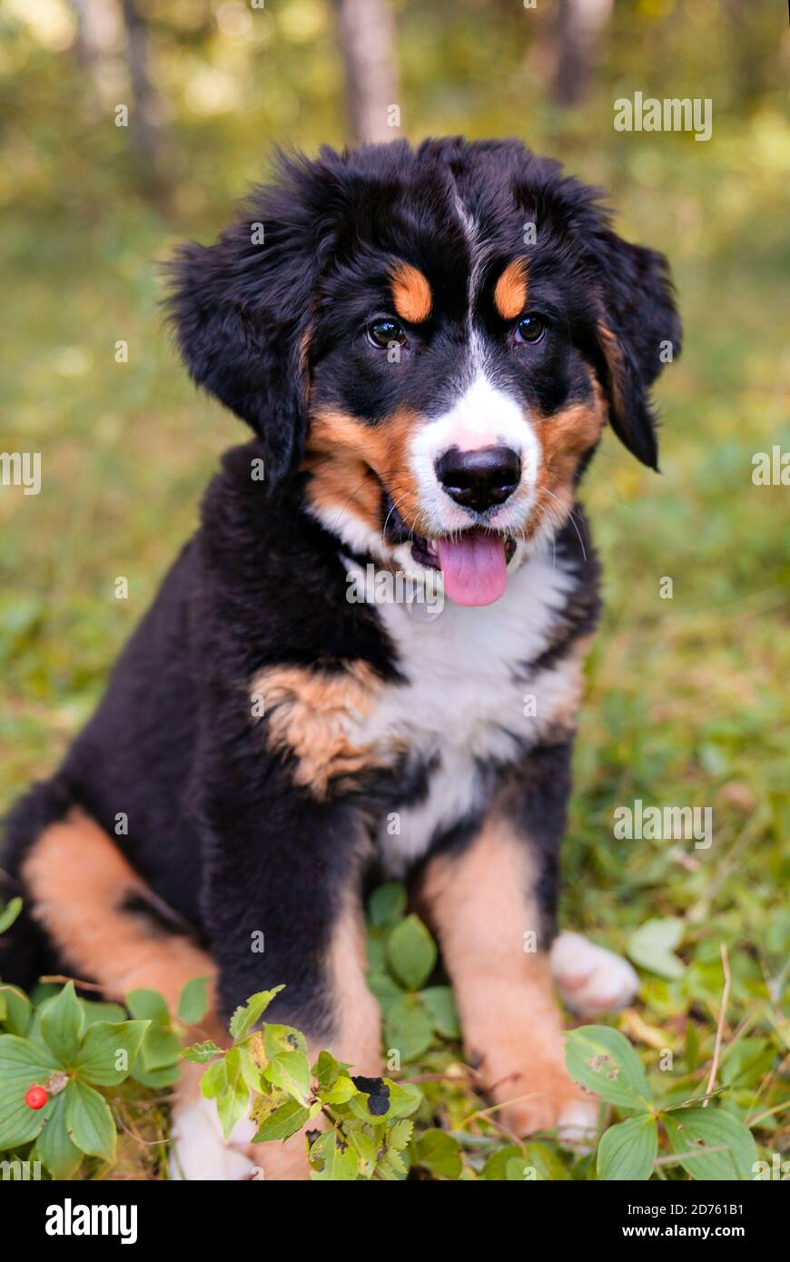 Reinrassiger Berner Sennenhund Stockfotos und -bilder Kaufen - Alamy