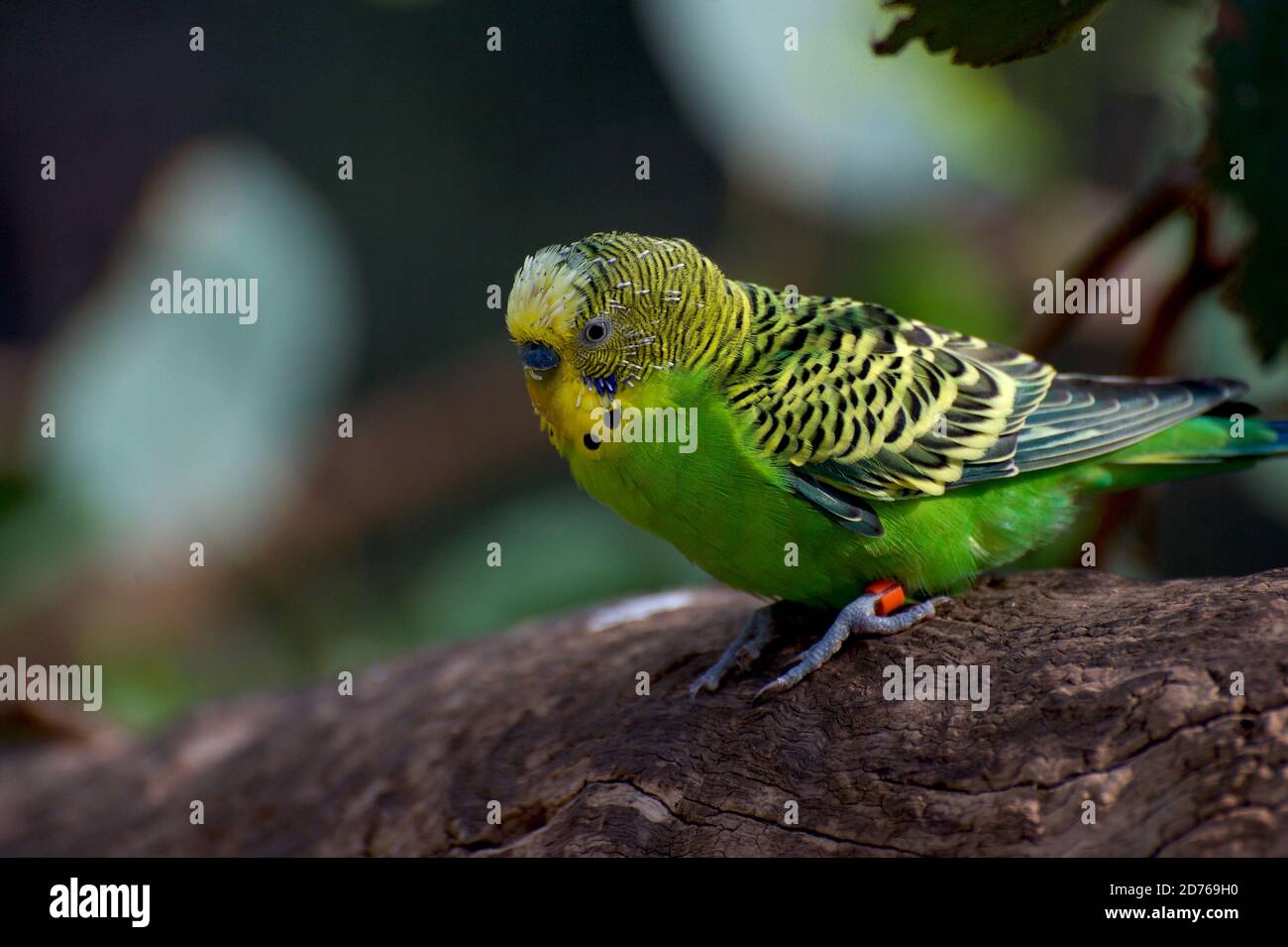 Lauter australischer vogel -Fotos und -Bildmaterial in hoher Auflösung ...