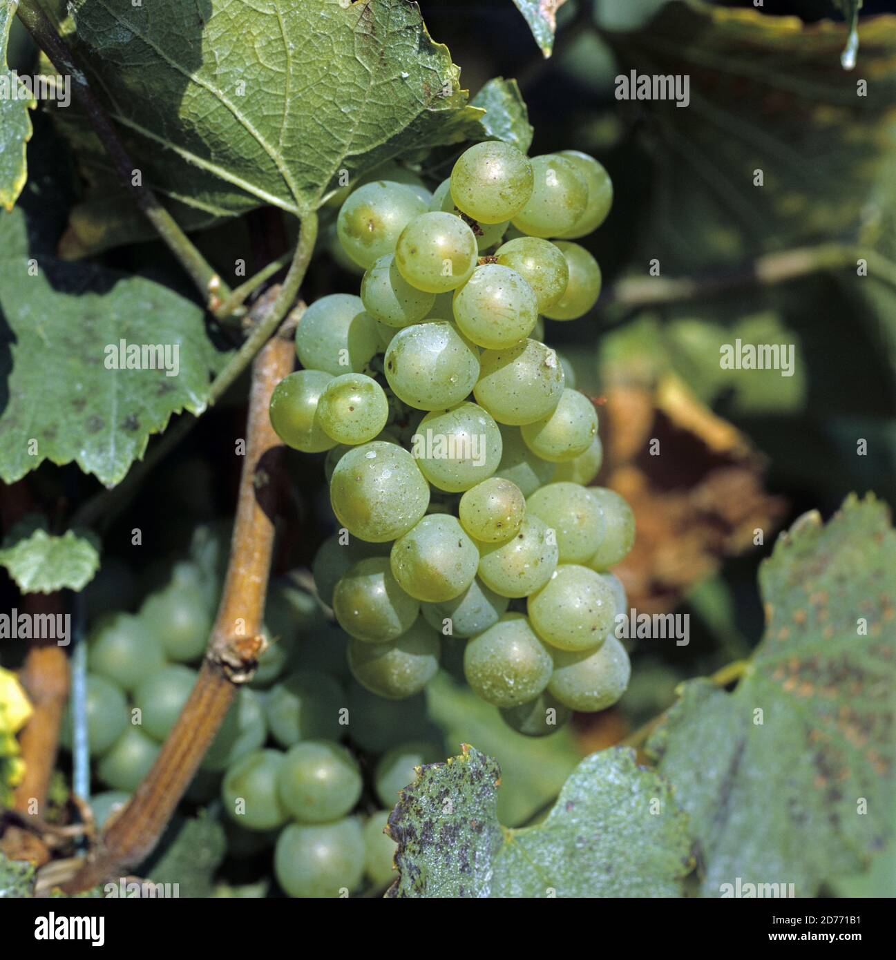 Chardonnay trauben am rebstock -Fotos und -Bildmaterial in hoher ...
