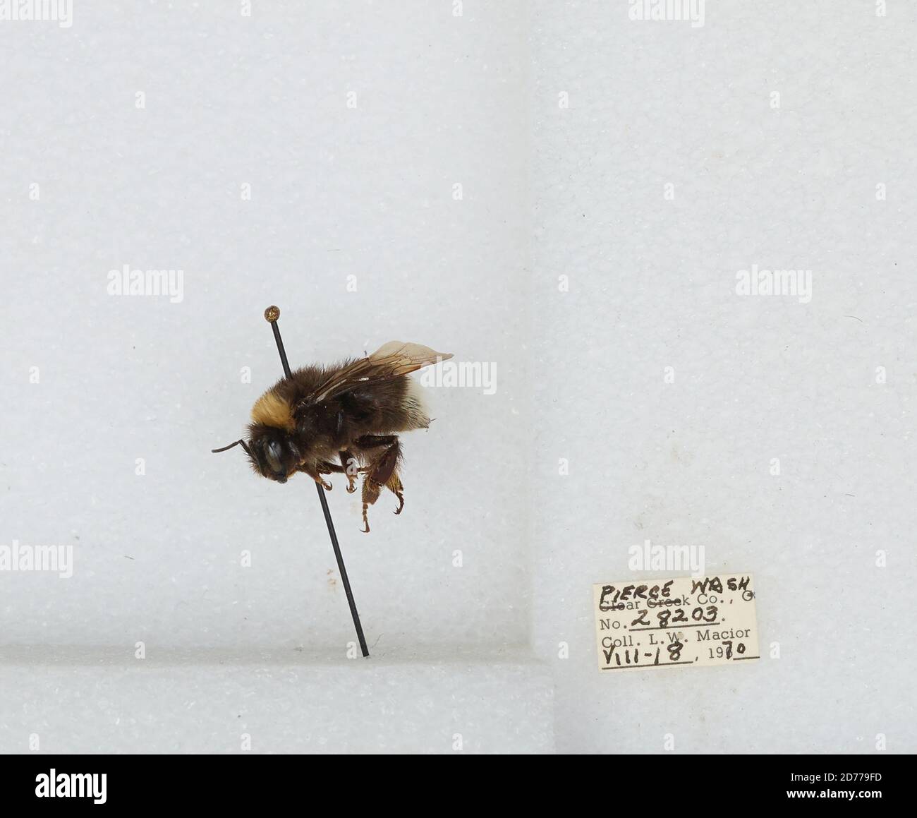 Pierce, Washington, USA, Bombus (Bombus) occidentalis Greene, Animalia ...