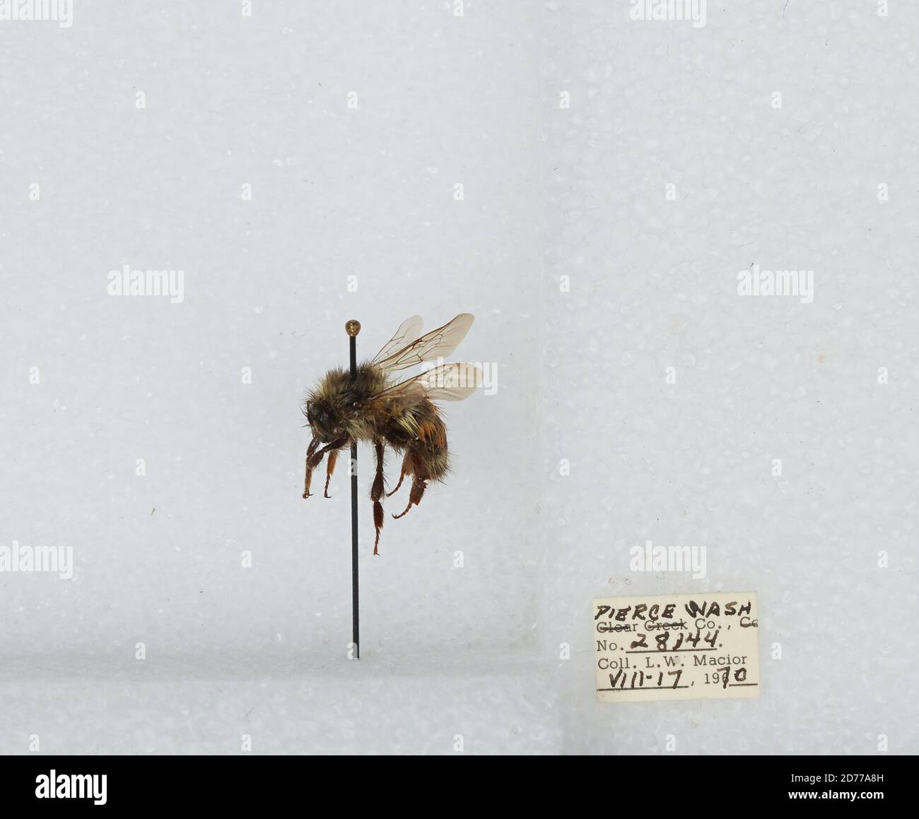 Pierce, Washington, USA, Bombus (Pyrobombus) melanopygus Nylander ...