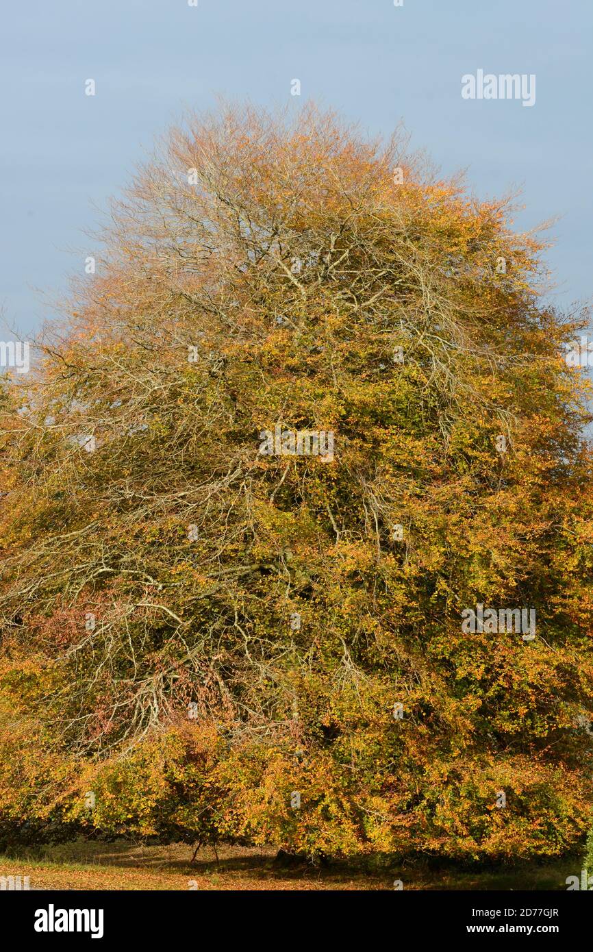 Große alte Buche im Herbst Fagus sylvatica mit Herbst Farben ...