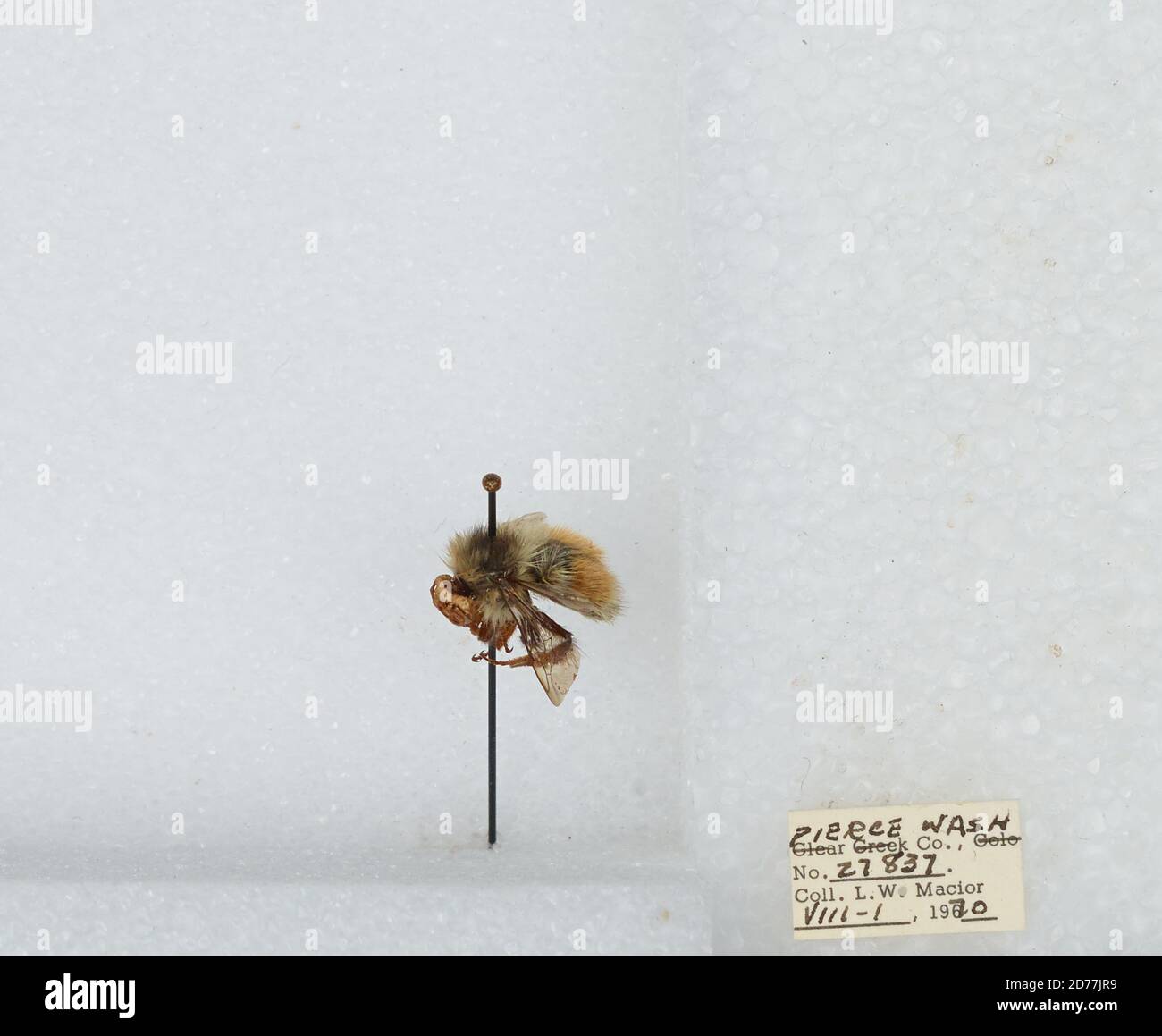 Pierce, Washington, USA, Bombus (Pyrobombus) melanopygus Nylander ...