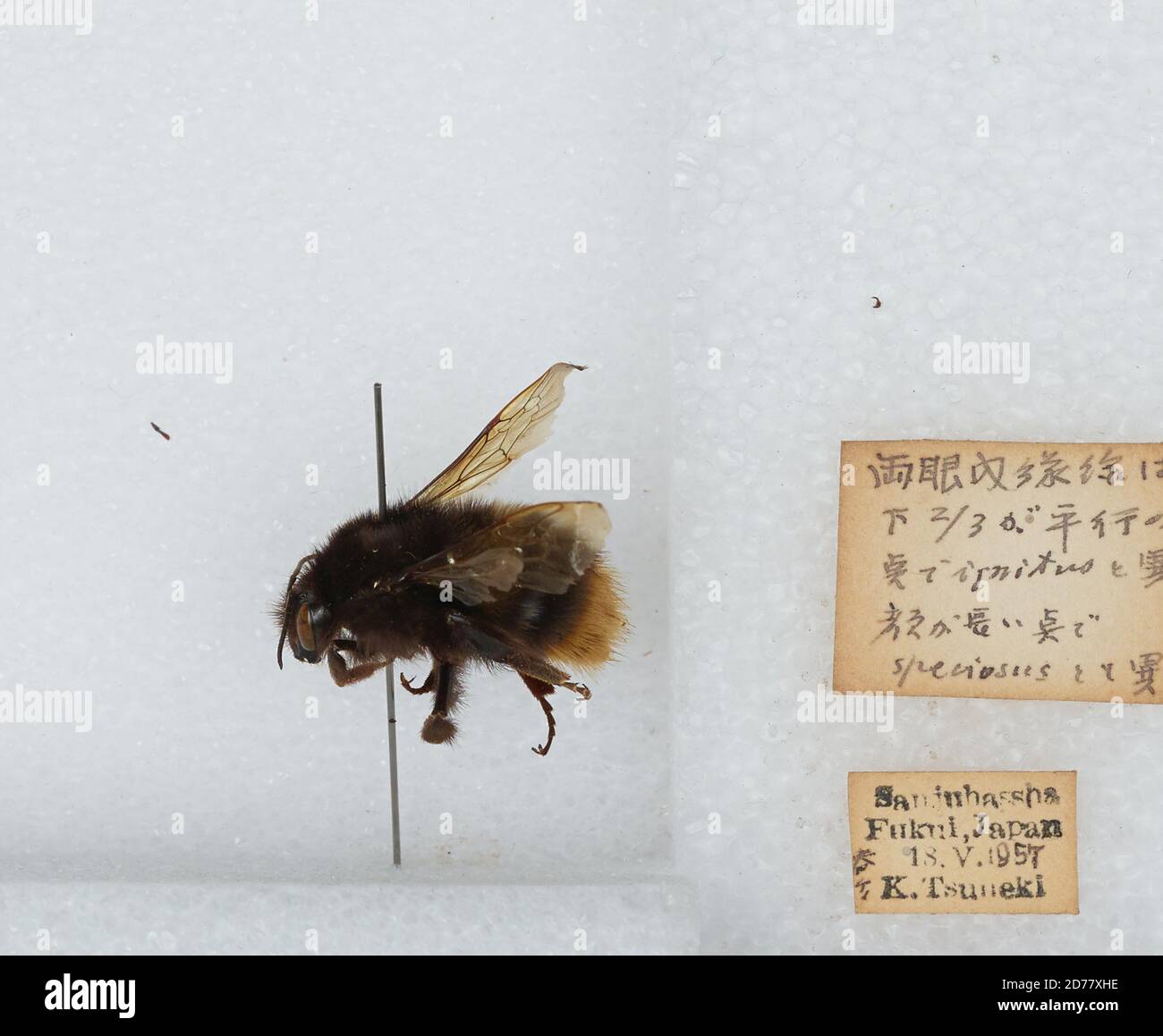 Sanjuhassha fukui japan -Fotos und -Bildmaterial in hoher Auflösung – Alamy