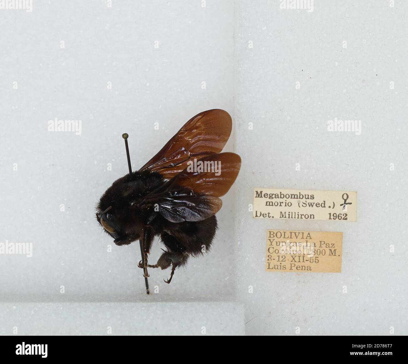 Coroico, Nor Yungas, La Paz, Bolivien, Bombus (Fervidobombus) morio ...