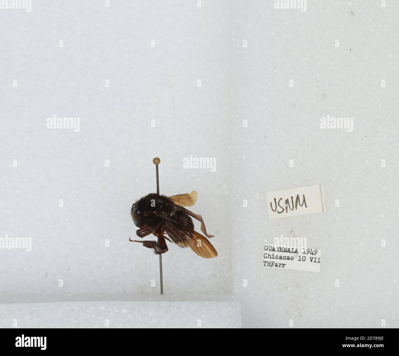 Chicacao -Fotos und -Bildmaterial in hoher Auflösung – Alamy