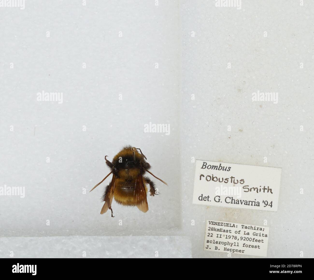 28 km östlich von La Grita, Sklerophyllwald, Tachira, Venezuela ...