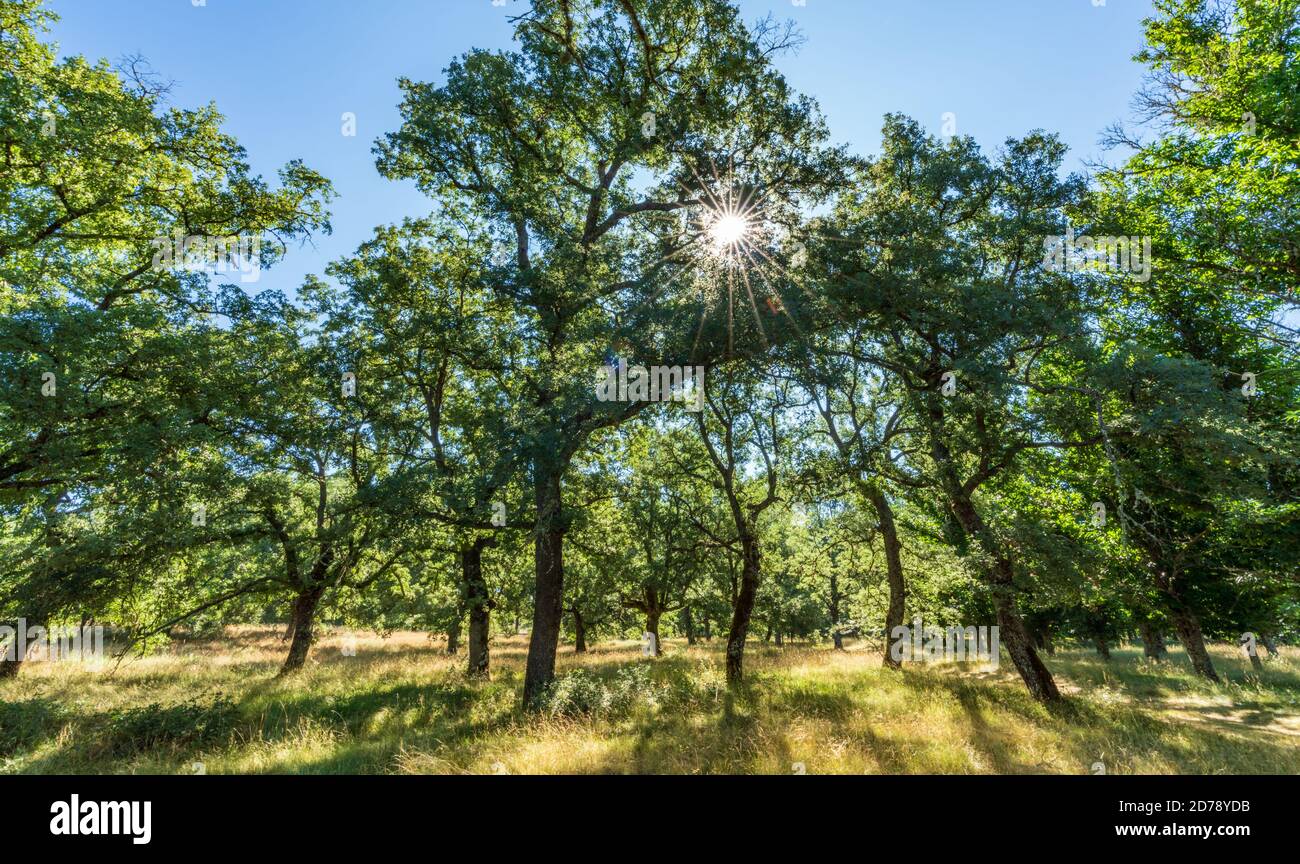 Wald sonne sonnenstern -Fotos und -Bildmaterial in hoher Auflösung – Alamy