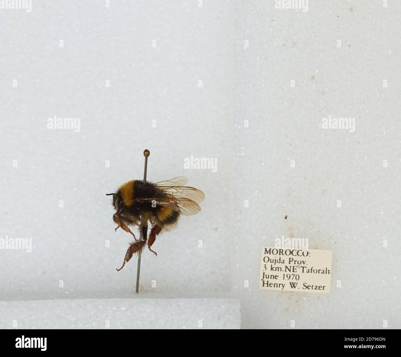 Oujda angad -Fotos und -Bildmaterial in hoher Auflösung – Alamy