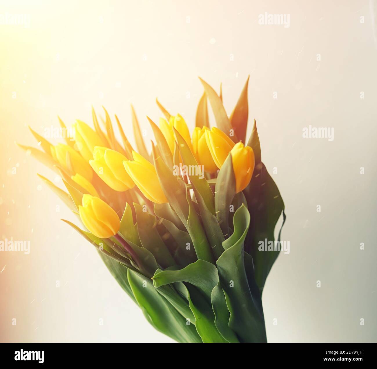 Ein Bouquet von roten Tulpen in der Vase auf der Fensterbank. Ein Geschenk für den eine Frau aus ...