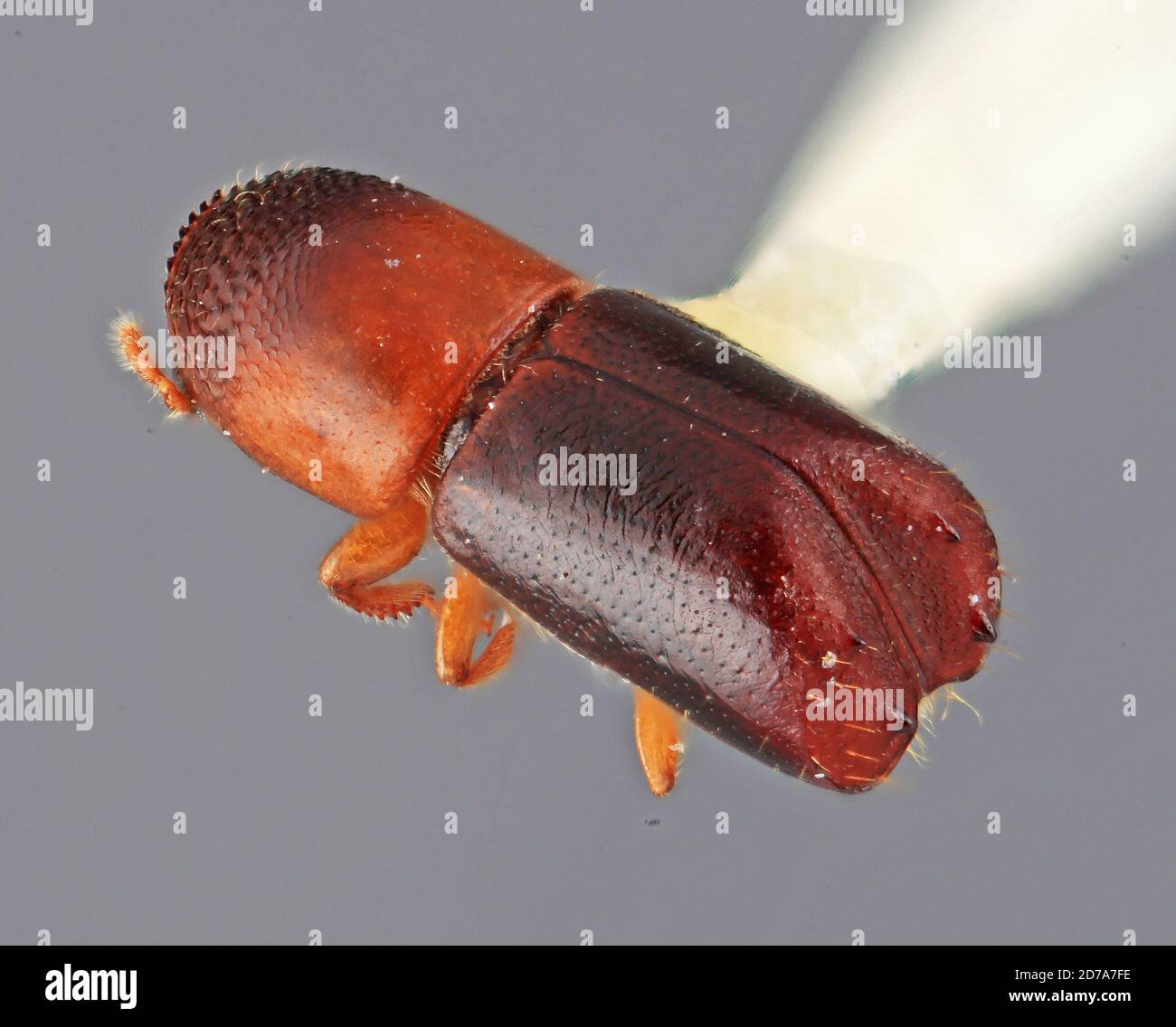 Pinned, 12 km südwestlich von Caracas El Laurel V-1-1970, 1300 m. S.L ...