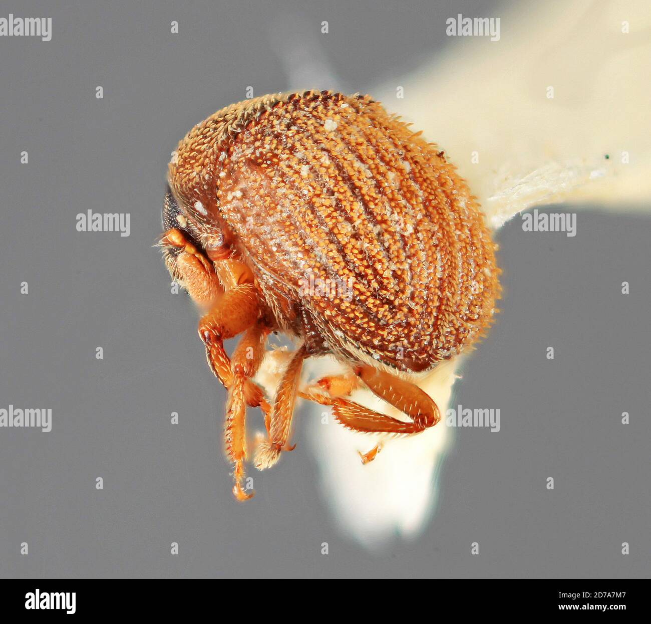 Mit Pinned, Estacion de Biologia Chamela Edo. Jalisco 4-III-82 100m Col ...