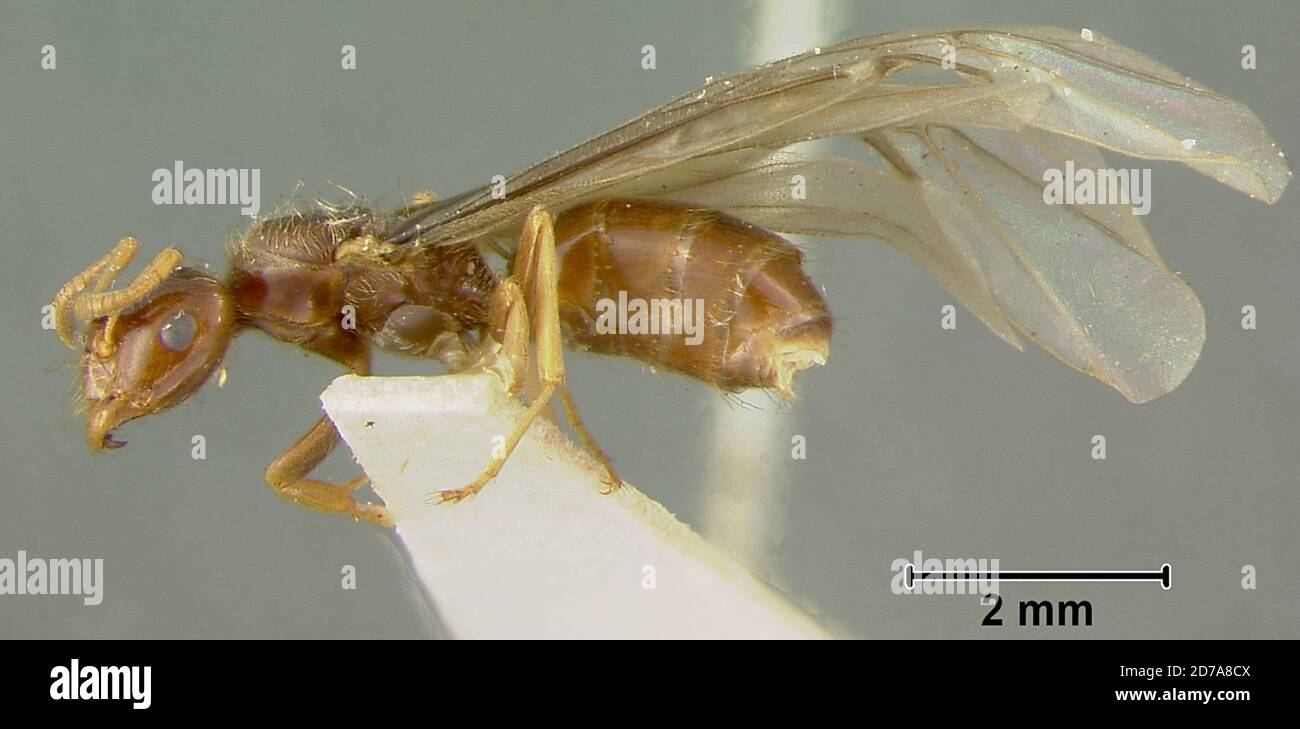 Lasius coloradensis -Fotos und -Bildmaterial in hoher Auflösung – Alamy