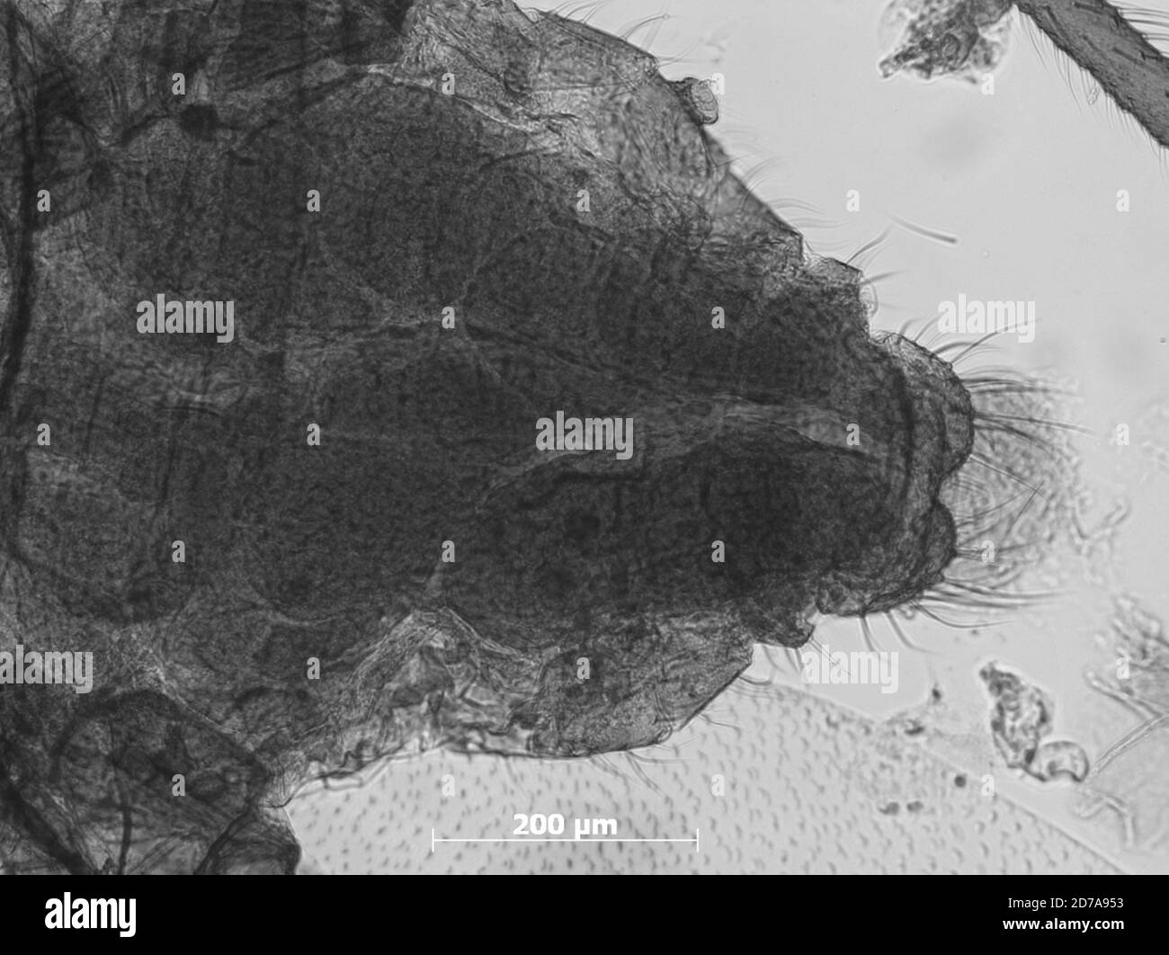 Patchia obscurus tissot -Fotos und -Bildmaterial in hoher Auflösung – Alamy