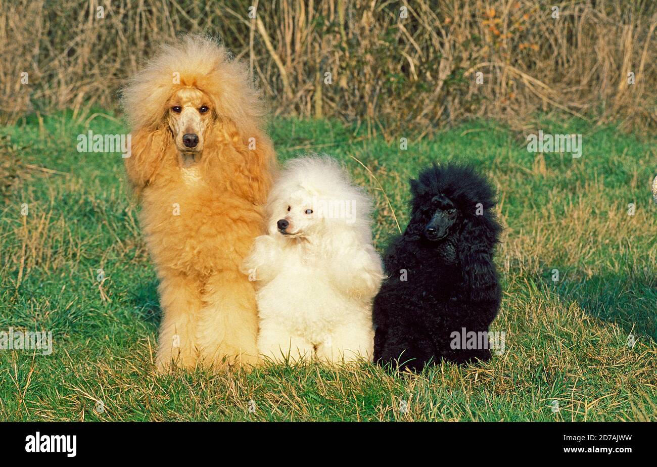 Riesiger Pudel Der Aprikose Mit Zwei Schwarzweiss Pudeln Stockfotos und ...