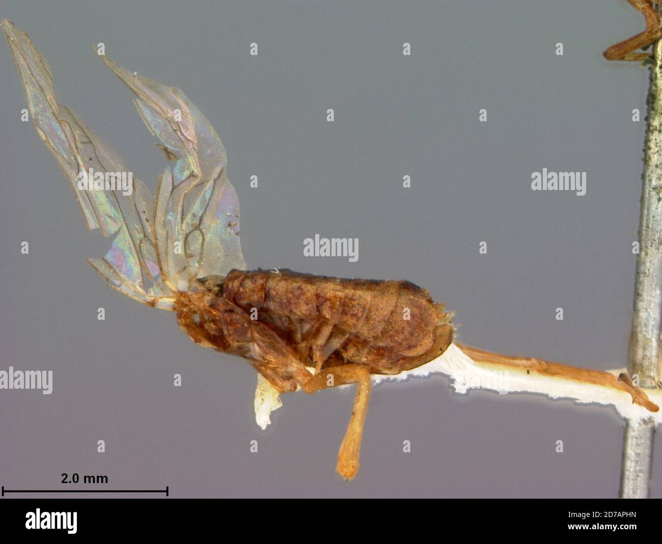 Fort Wrangel, City and Borough of Wrangell, Alaska, United States ...