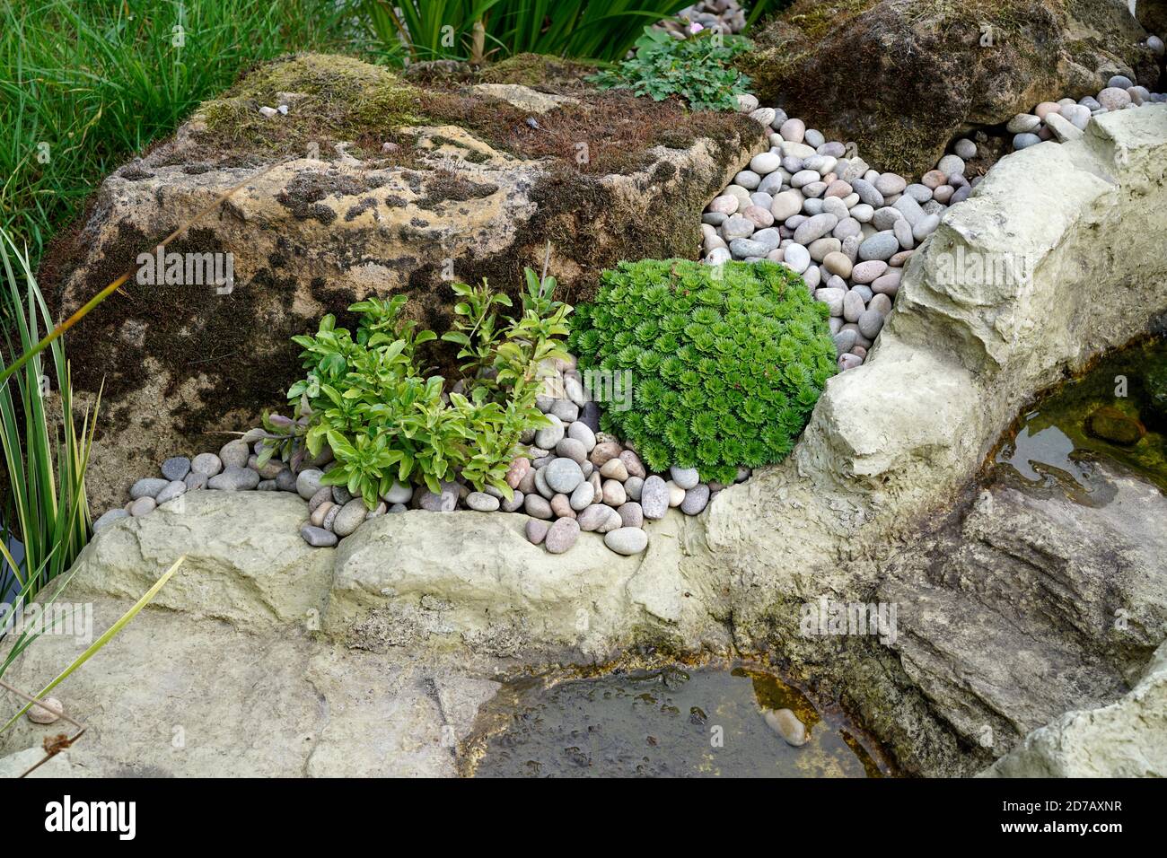Steingarten Gewächse Stockfotos und -bilder Kaufen - Alamy