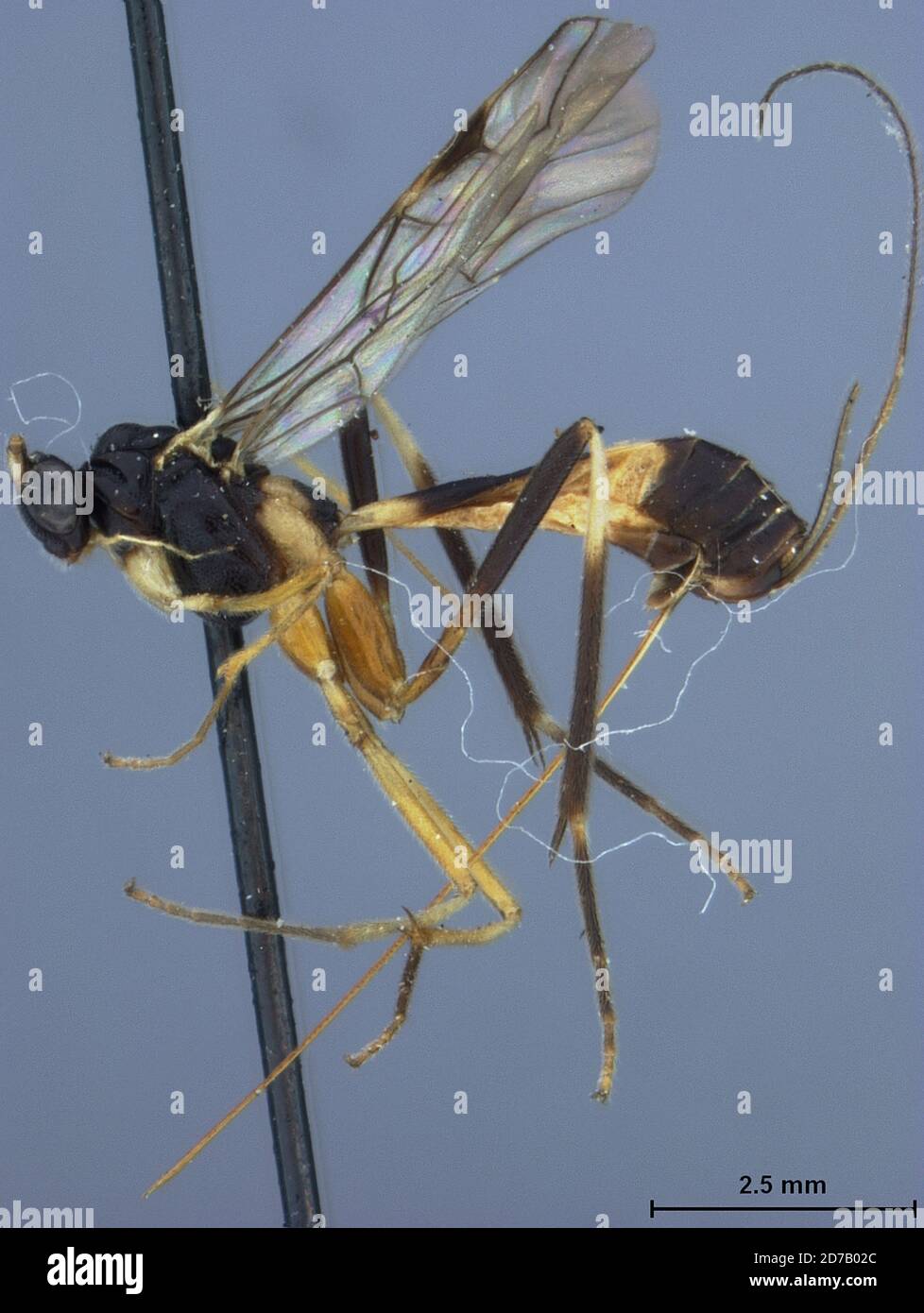 Manila, Rizal, Philippinen, Macrocentrus philippinensis Ashmead ...