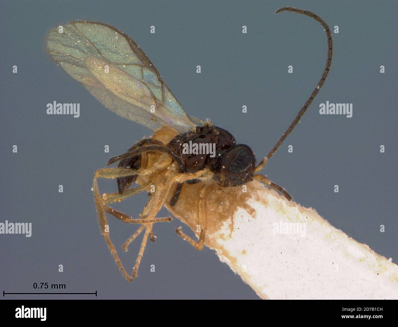 Opius tropaeoli fischer -Fotos und -Bildmaterial in hoher Auflösung – Alamy