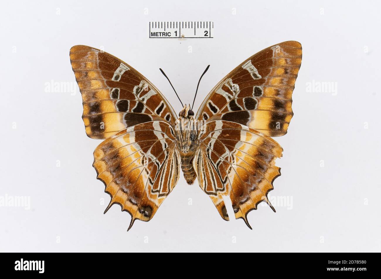 Eudoxus charaxes -Fotos und -Bildmaterial in hoher Auflösung – Alamy