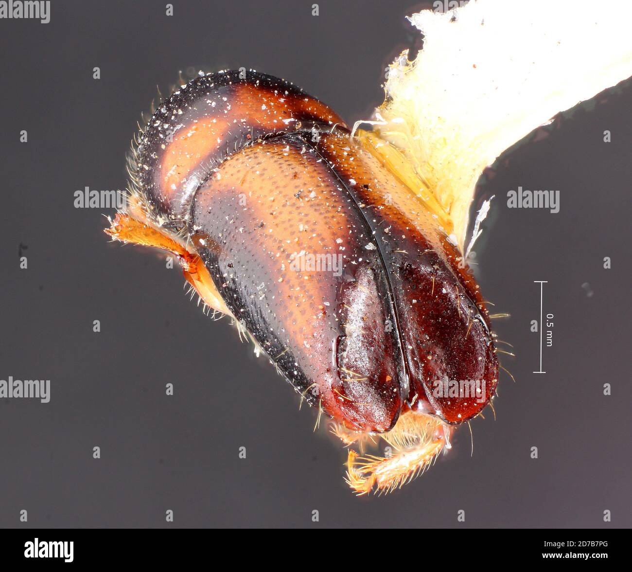 Monarthrum chapuisi kirsch -Fotos und -Bildmaterial in hoher Auflösung ...