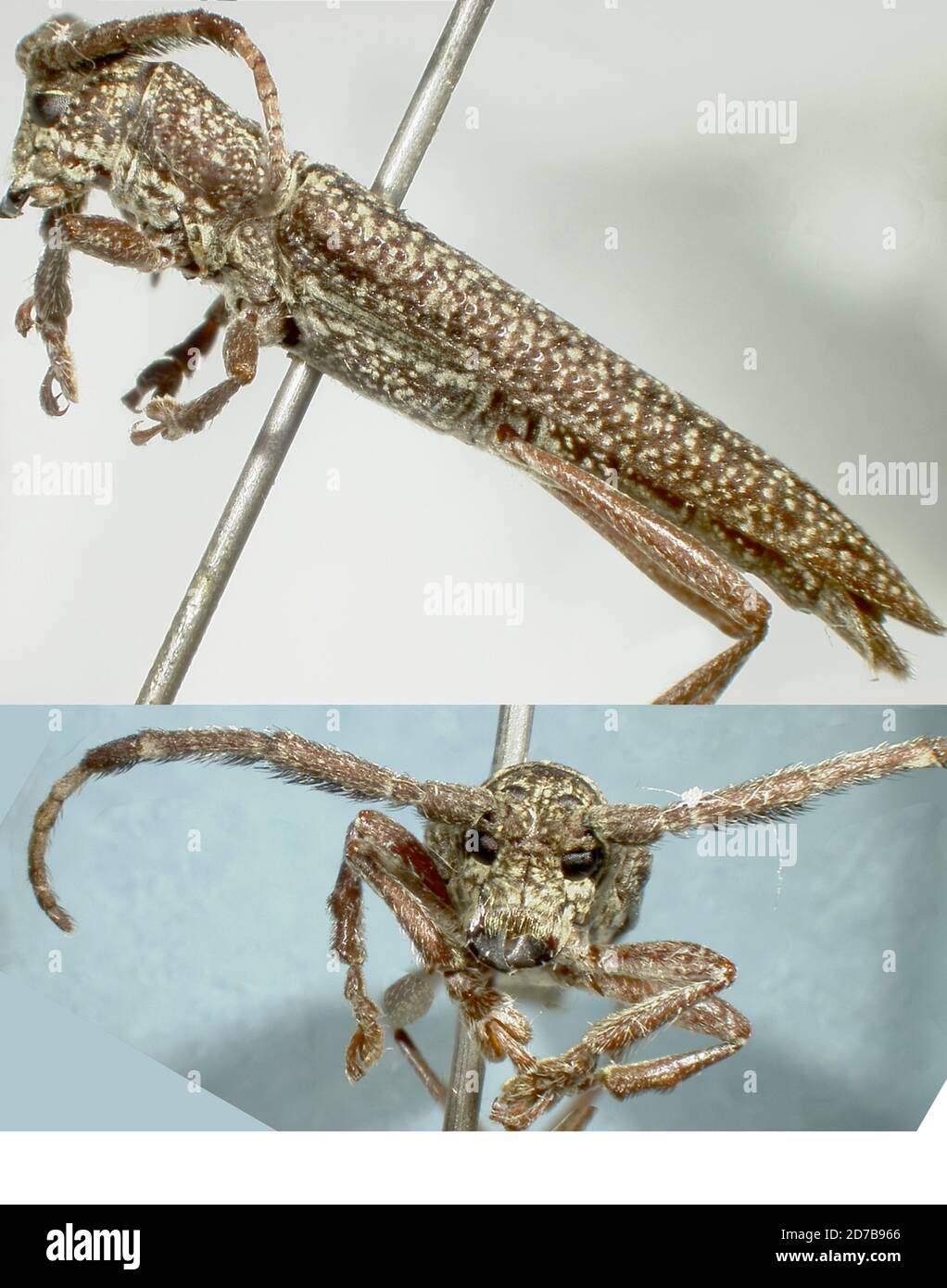 B. N., Borneo: 3300 Fuß, Mt. Kinabalu, Kenokok, Sabah, Malaysia ...