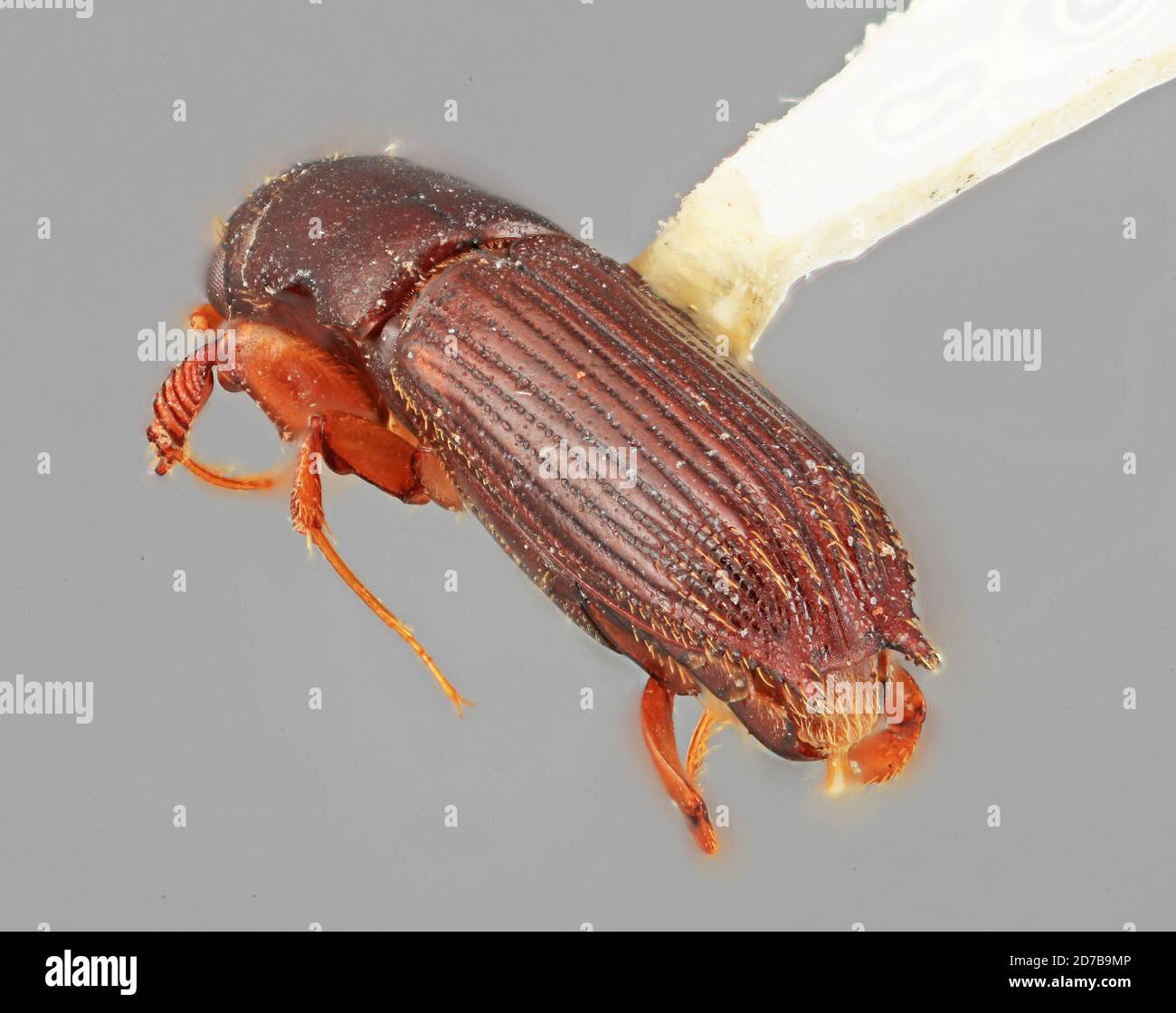 Pinned, Volcan Pacaya, Escuintla, Guatemala, Platypus longius Wood ...