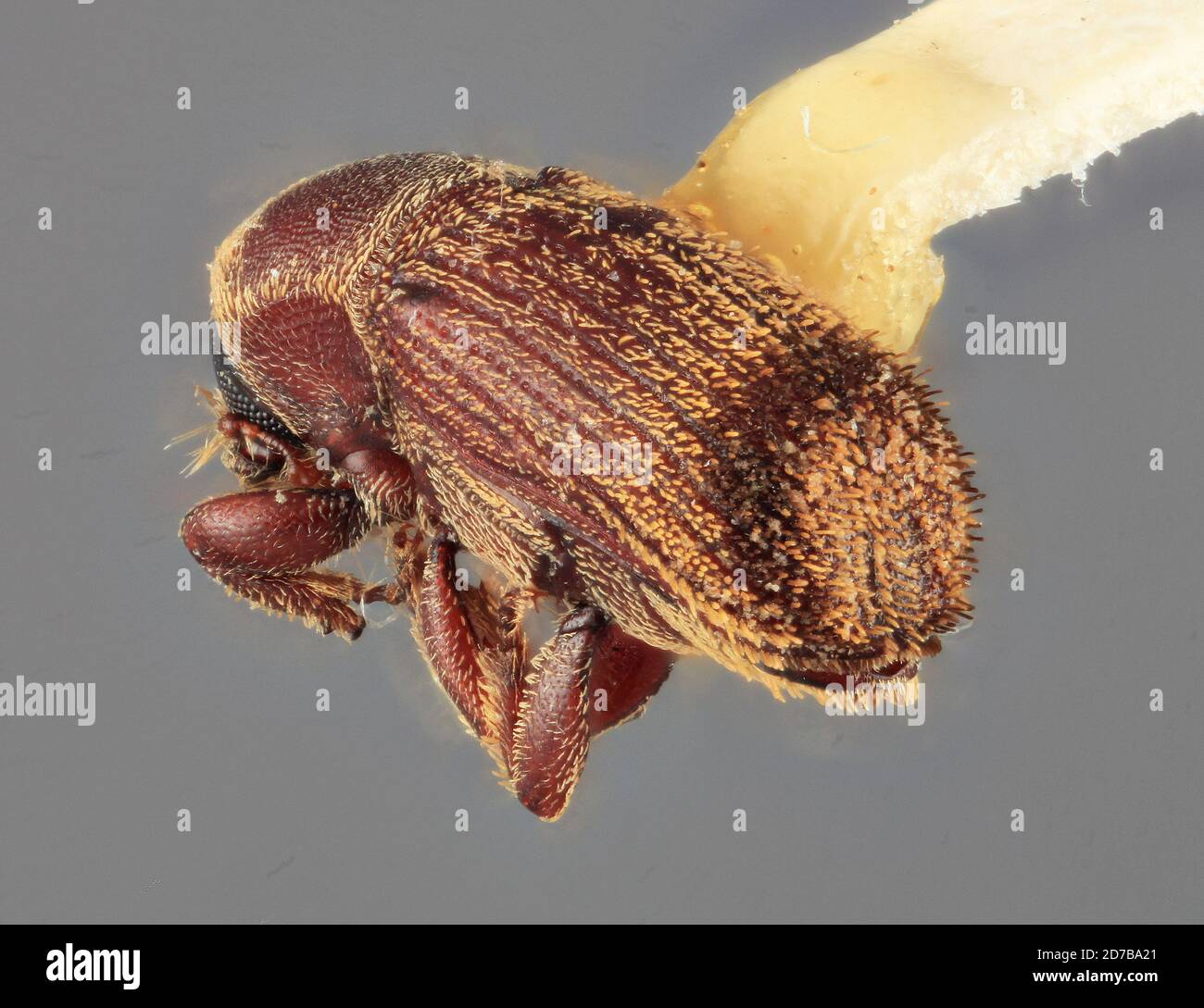 San ignacia de acosta -Fotos und -Bildmaterial in hoher Auflösung – Alamy