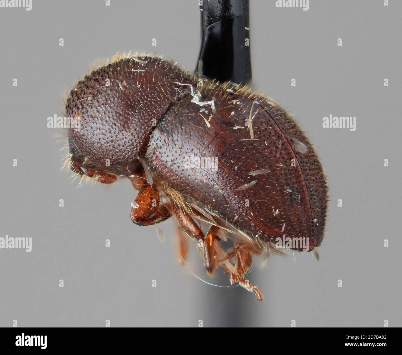 Dryocoetoides versutus holz -Fotos und -Bildmaterial in hoher Auflösung ...