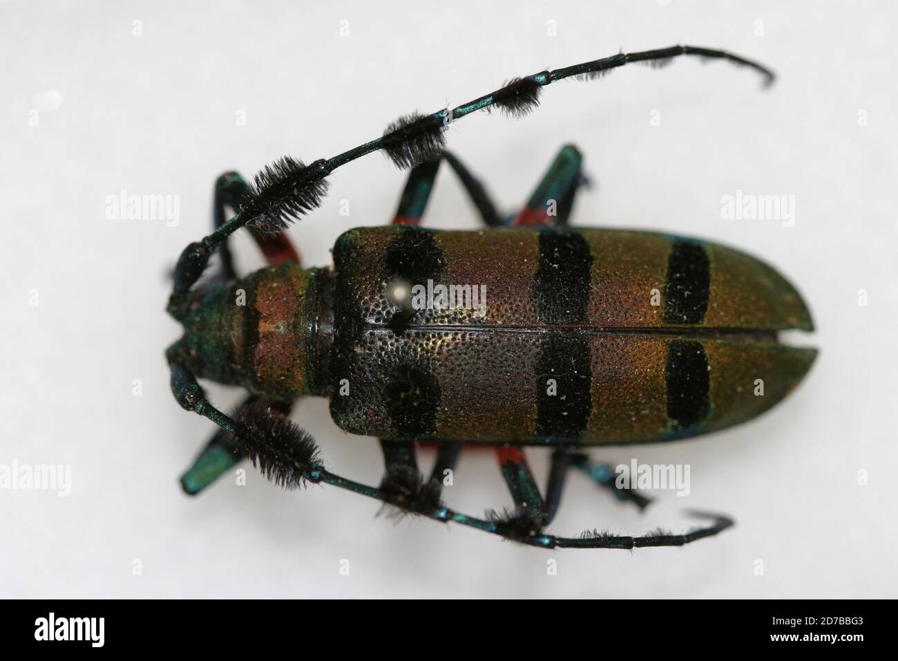 B. N., Borneo, Mt. Kinabalu, kiau, 3000 ft, Sabah, Malaysia, Diastocera ...