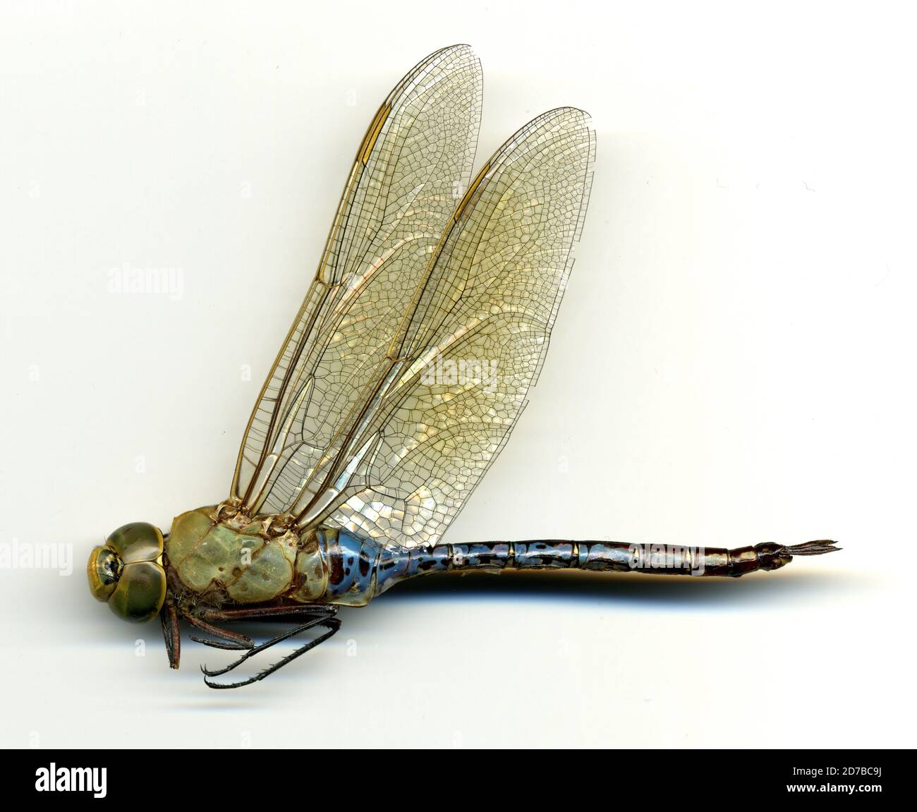 Teich #3, Cluff Ranch Wildlife Area, südwestlich von Pima, Graham ...