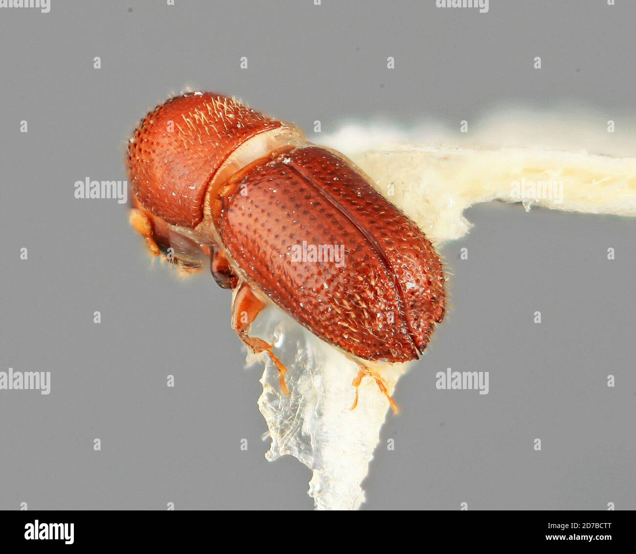 Pinned, Estacion de Biologia, Jalisco, Mexico, Hylocurus micaceus Wood ...