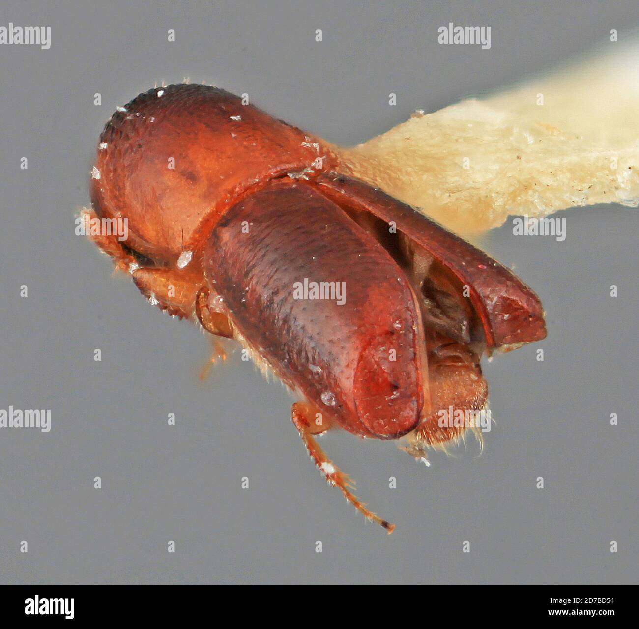 Monarthrum semitruncatorum holz -Fotos und -Bildmaterial in hoher ...