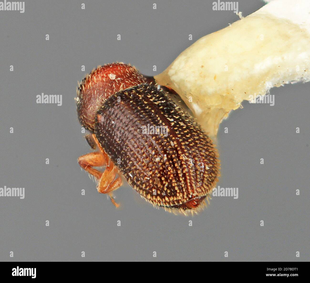 Pinned, Volcan Pacaya, Escuintla, Guatemala, Cryptulocleptus subulatus ...