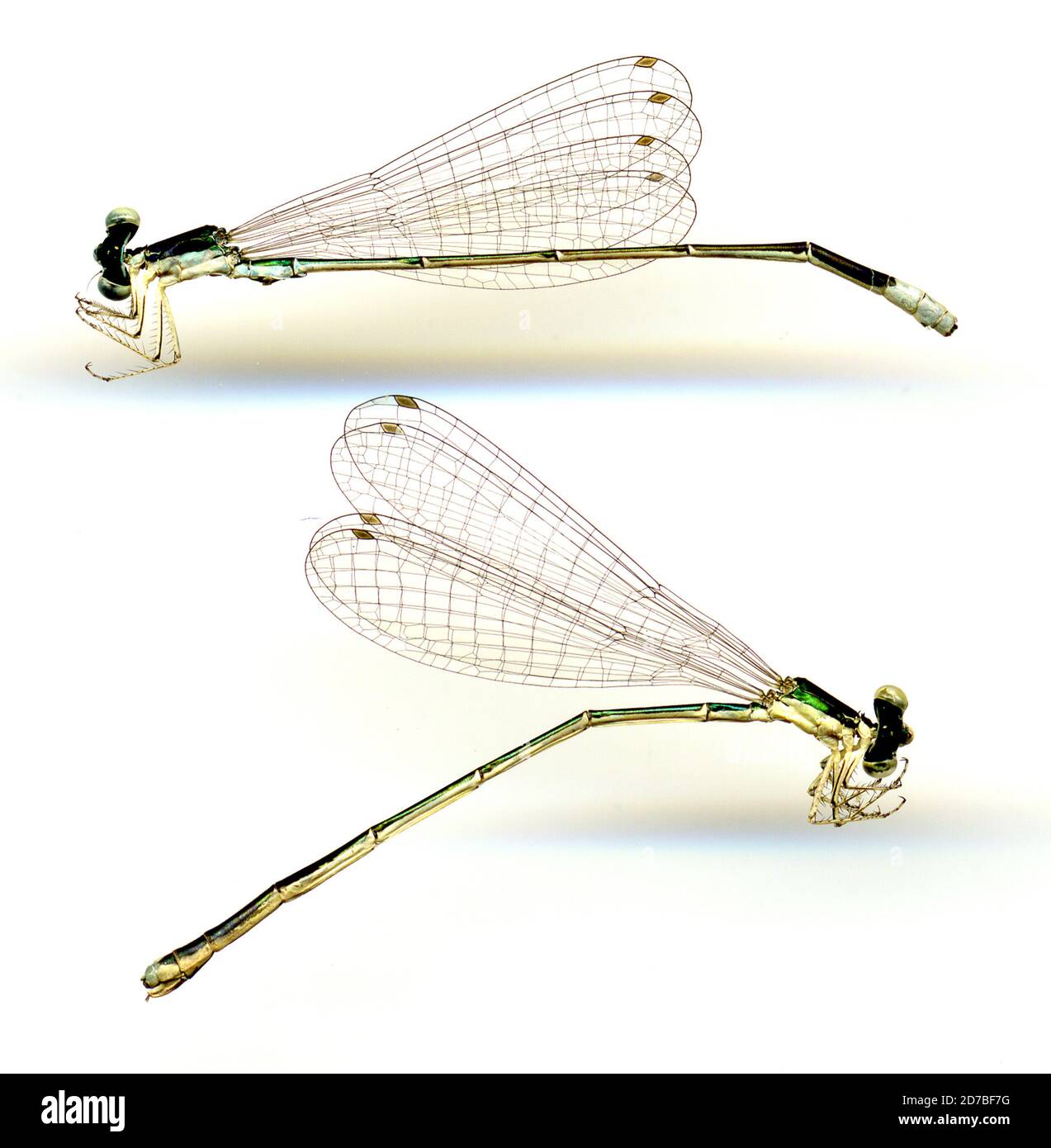 Nehalennia gracilis morse -Fotos und -Bildmaterial in hoher Auflösung ...