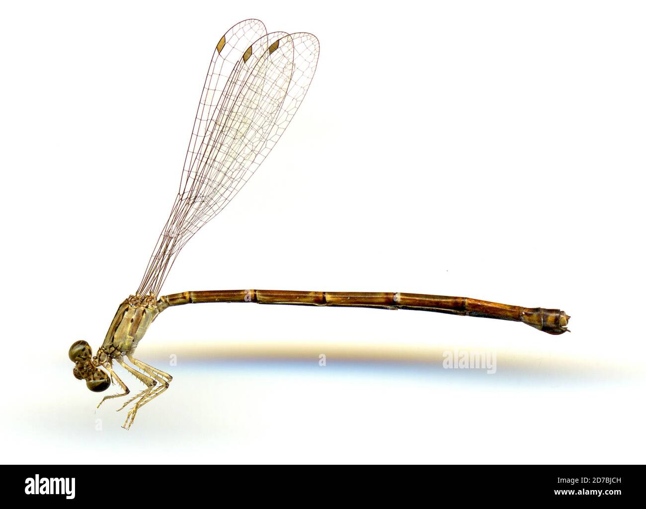 Taboga, Guanacaste, Costa Rica, Neoneura amelia Calvert, 1903, Animalia ...